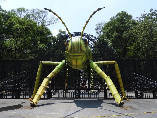 La Jornada Maya | Nacional | Astrid Sánchez | Insecta: La invasión de ...