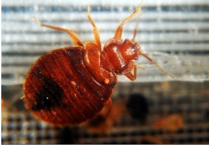 La Jornada Maya | Nacional | La Jornada | Picaduras de chinches pueden ...