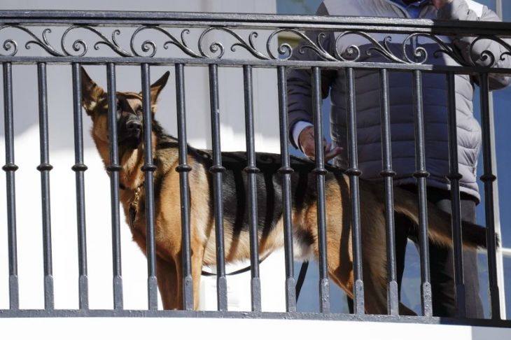 La Jornada Maya | Internacional | Ap | Commander, el perro de Biden, ha ... La Jornada Maya | Internacional | Ap | Commander, el perro de Biden, ha ...