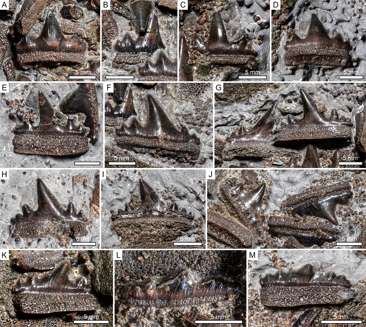 La Jornada Maya | Internacional | Europa Press | Identifican nueva ...