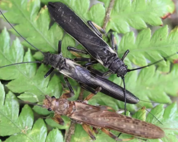 La Jornada Maya | Internacional | Europa Press | Conoce al insecto que ...