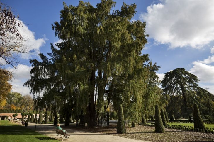 La Jornada Maya | Rafael Robles de Benito | El ahuehuete de El Retiro