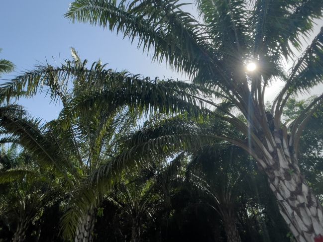 La Jornada Maya | Rafael Robles de Benito | Sembrando vida para ...