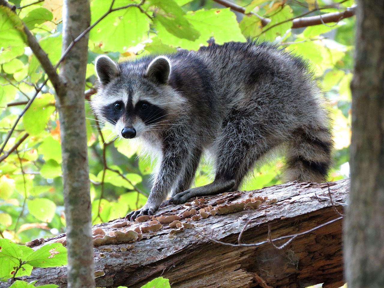 La Jornada Maya | Campeche | Gabriel Graniel Herrera | El mapache, con ...