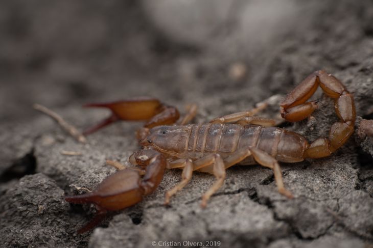 La Jornada Maya | Yucatán | Juan Manuel Contreras | Alacrán ...