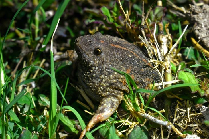 La Jornada Maya | Quintana Roo | Miguel Améndola | Sapo excavador ...