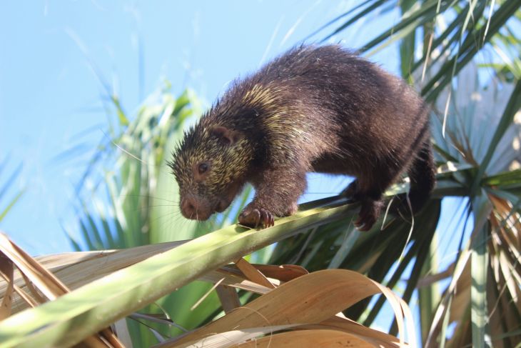 La Jornada Maya | Quintana Roo | Miguel Améndola | Puercoespín mexicano ...