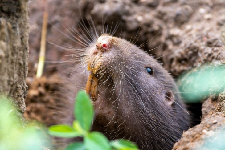 La Jornada Maya | Quintana Roo | Ana Ramírez | Tuza yucateca, parte de ...