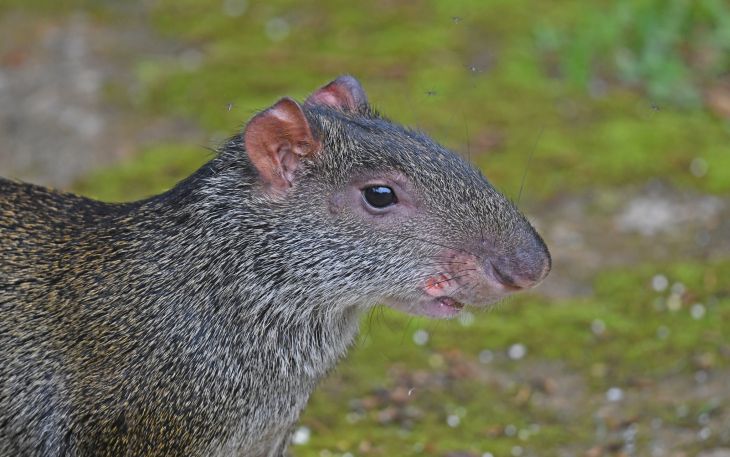 La Jornada Maya | Quintana Roo | Ana Ramírez | Sereque, el roedor de ...