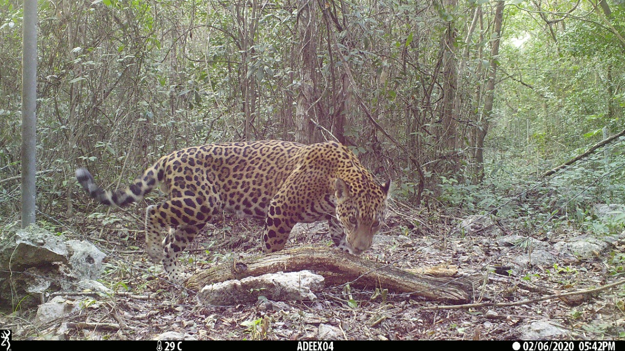 La Jornada Maya Quintana Roo La Jornada Maya Monitorean