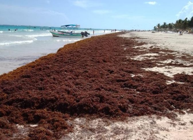La Jornada Maya | Quintana Roo | Miguel Améndola | La temporada de ...