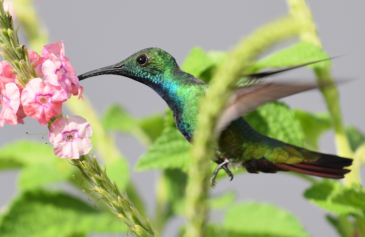 La Jornada Maya | Quintana Roo | Joana Maldonado | Colibrí garganta ...