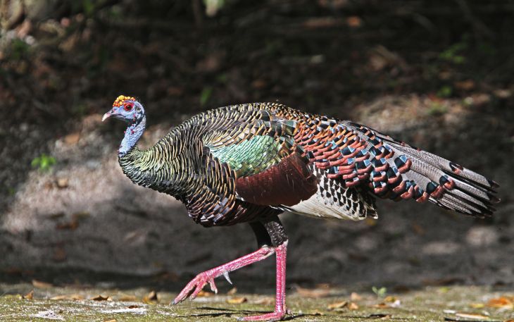 La Jornada Maya | Quintana Roo | Miguel Améndola | Pavo ocelado, ave de ...