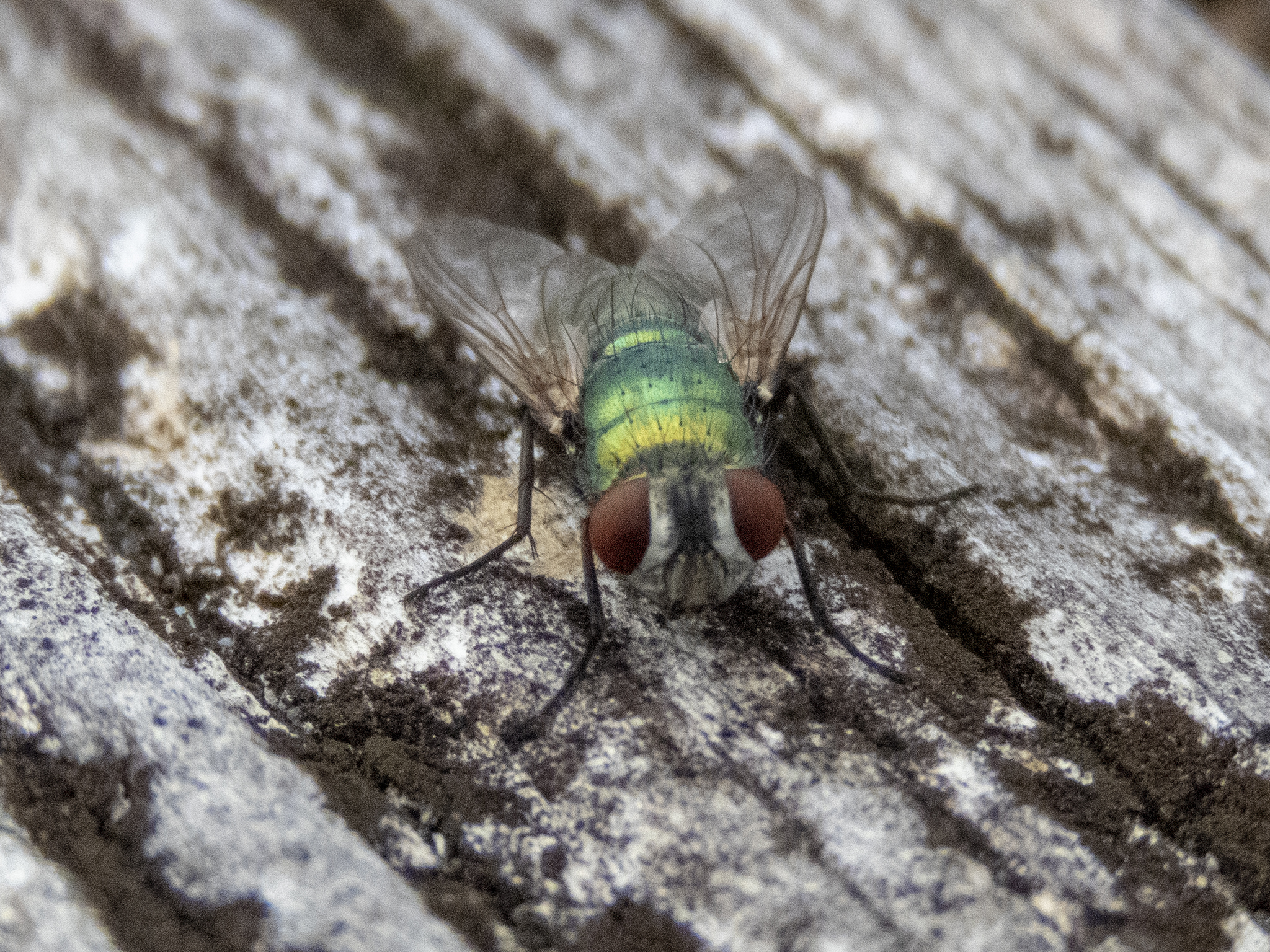 La Jornada Maya | Quintana Roo | Miguel Améndola | Mosca verde ...