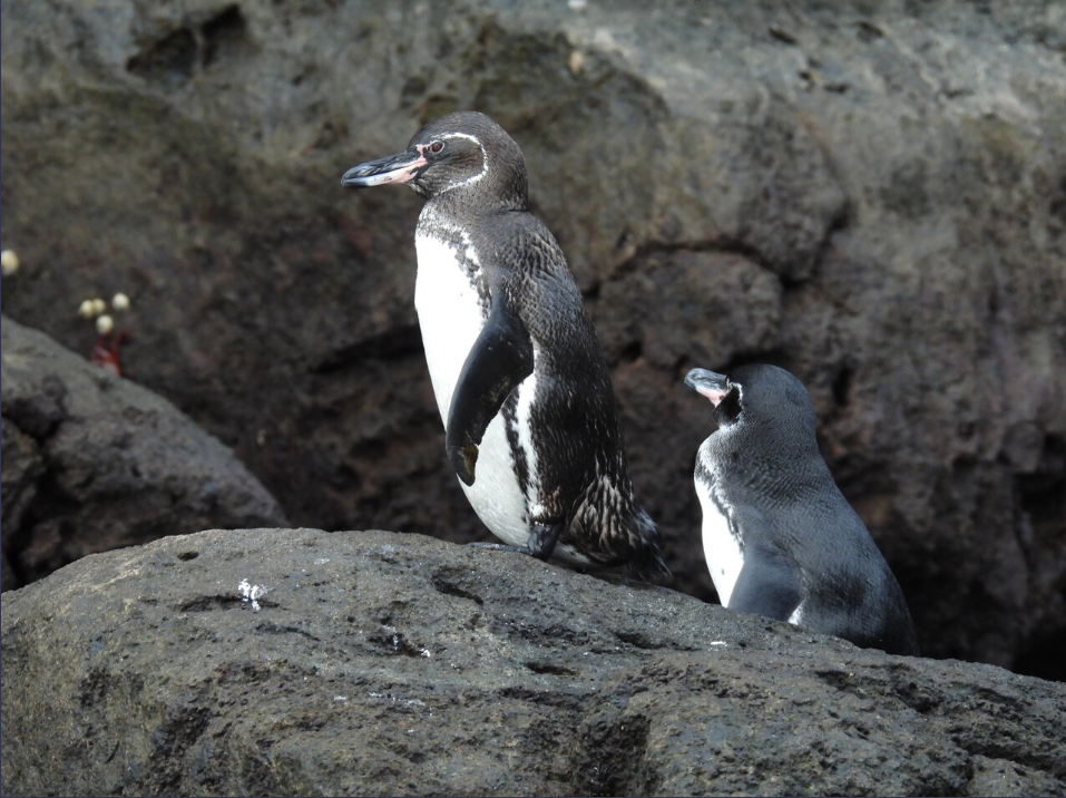 La Jornada Maya | Internacional | Efe | Más de 500 especies de aves ...