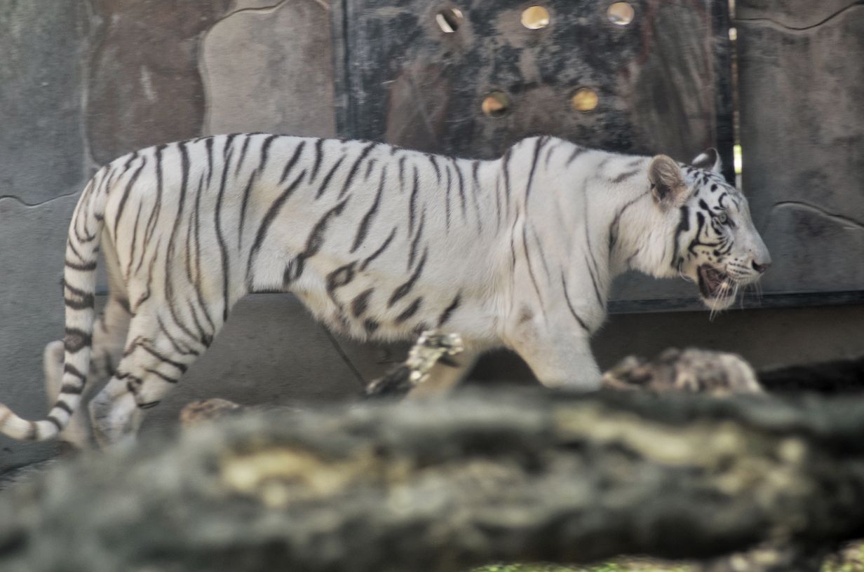La Jornada Maya | Campeche | La Jornada Maya | Muere tigre albino del ...