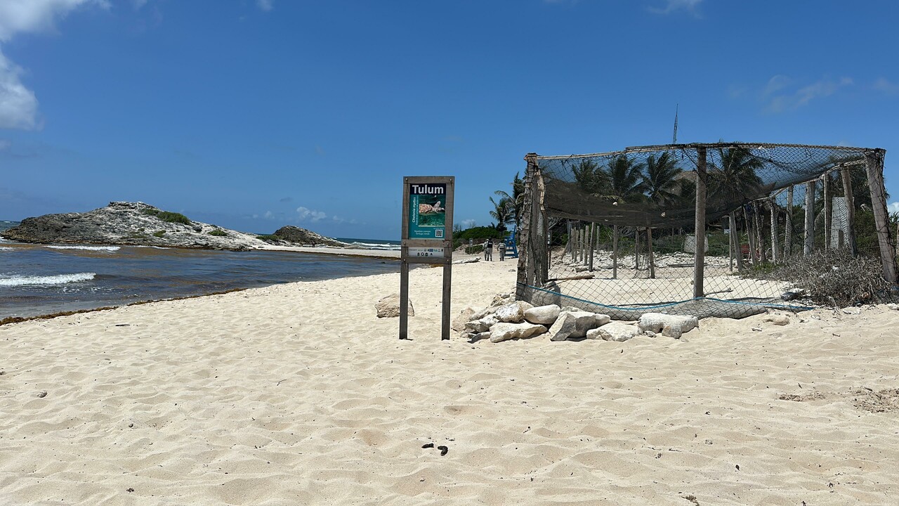 La Jornada Maya | Quintana Roo | Miguel Améndola | Llaman a colaborar en la protección de las ...